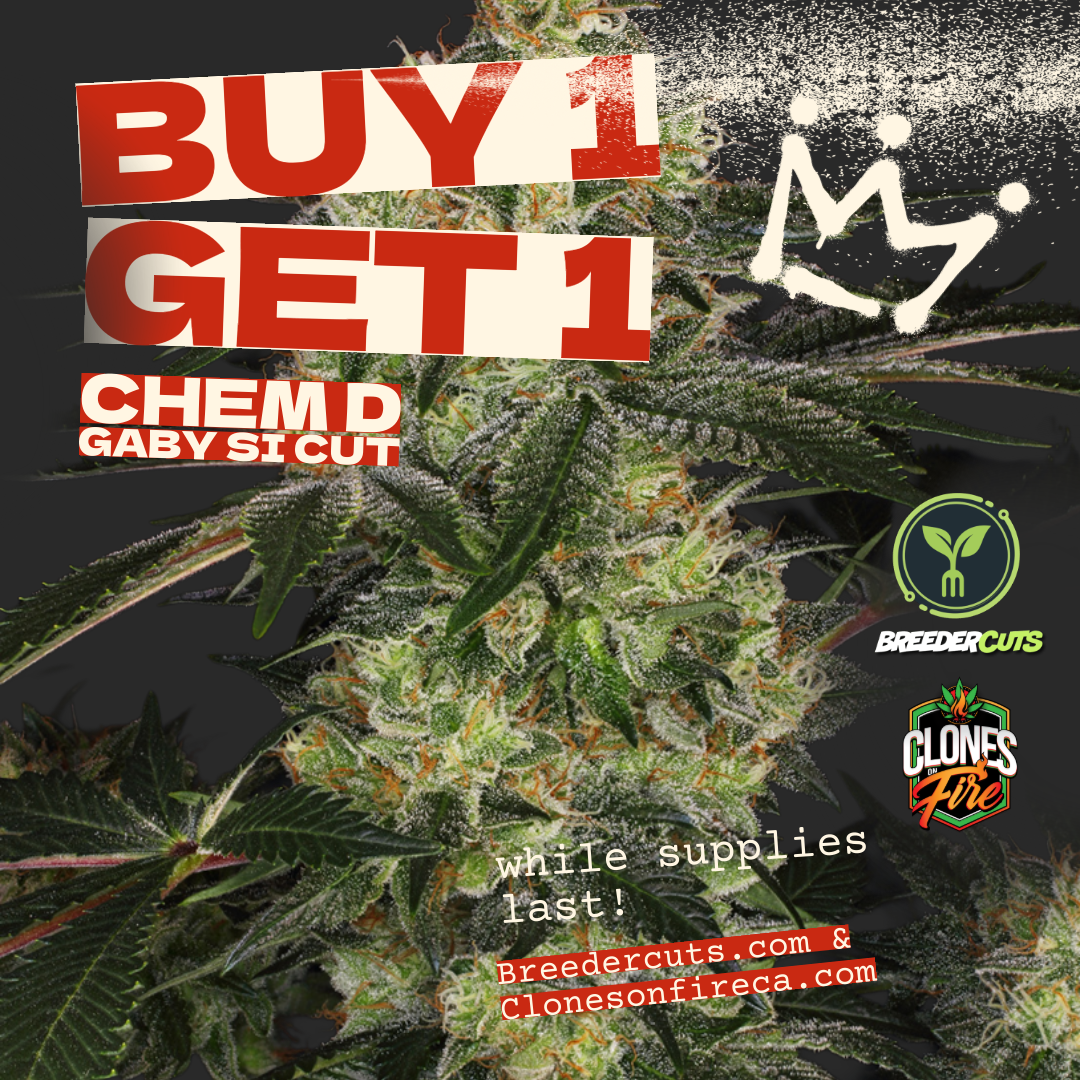 Chem D (Buy One Get One FREE) (Gaby’s Cut) – Breeder Cuts