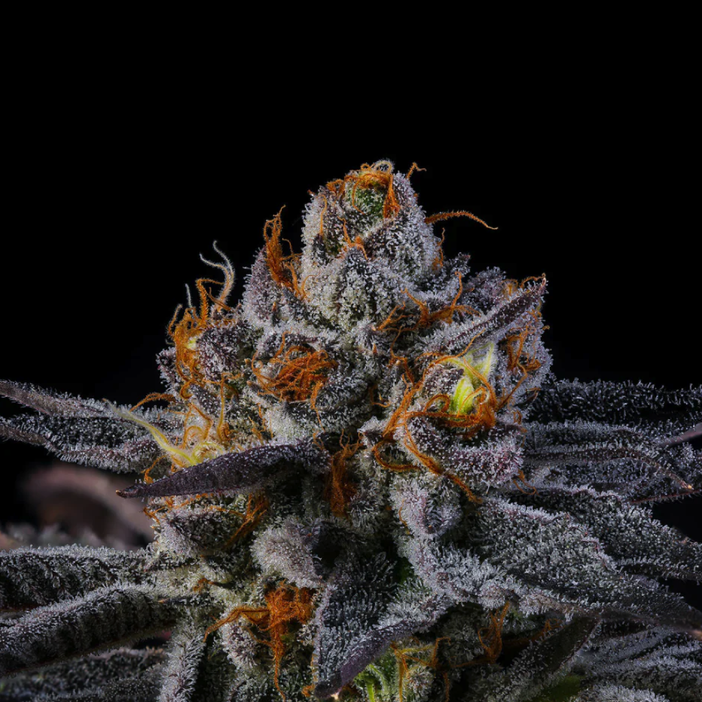 Rainbow Runtz (Growers Choice) – Breeder Cuts